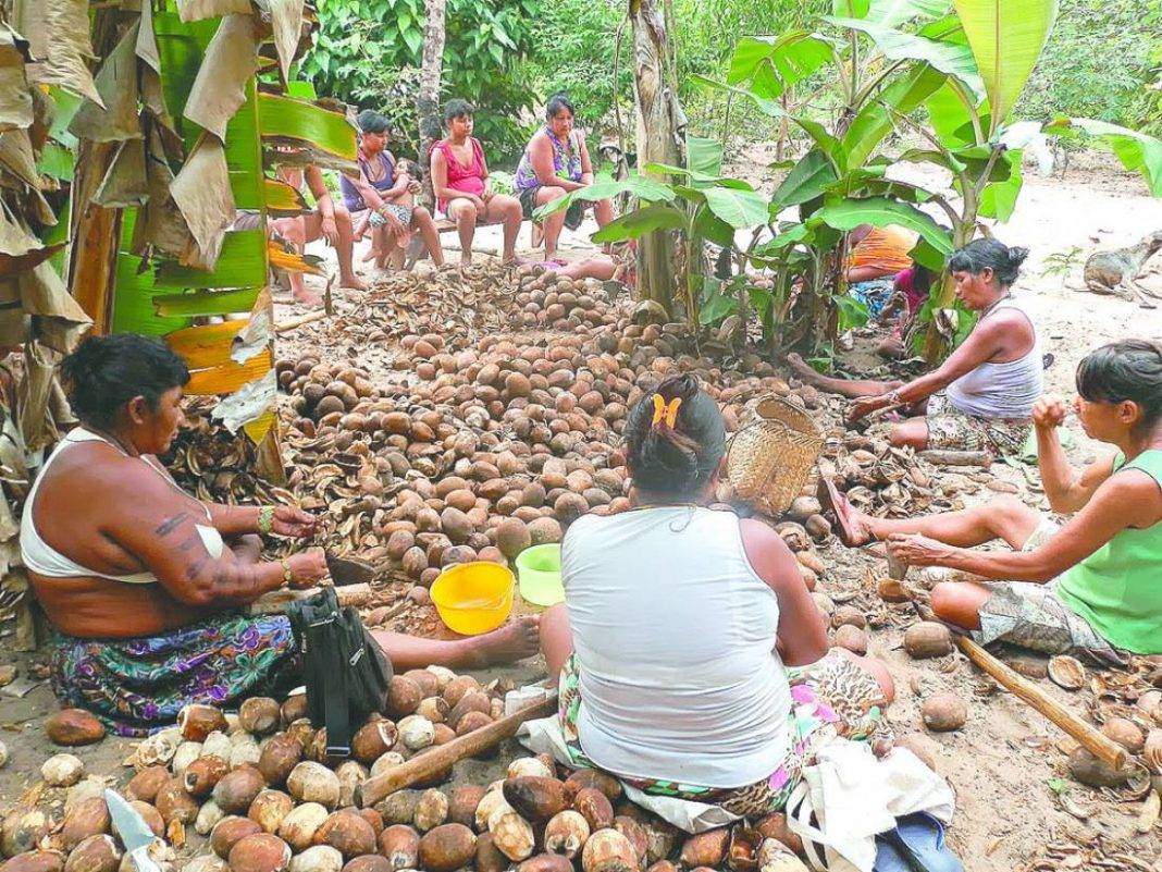 Coco Babaçu: Atividade corre risco de acabar - Correio de Carajás