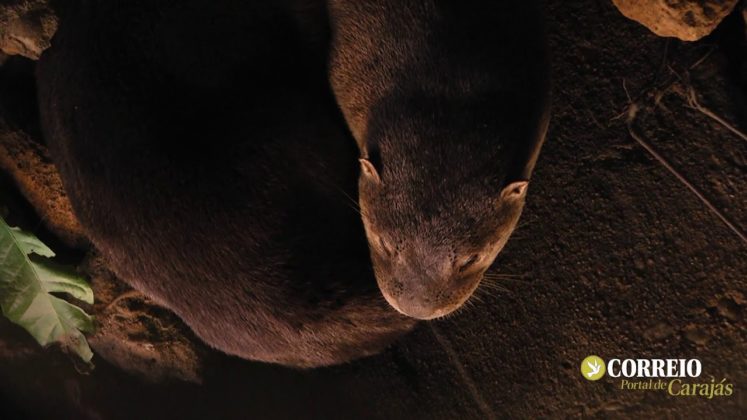 Orla de Marabá: Animal selvagem aparece e prende a atenção de várias ...