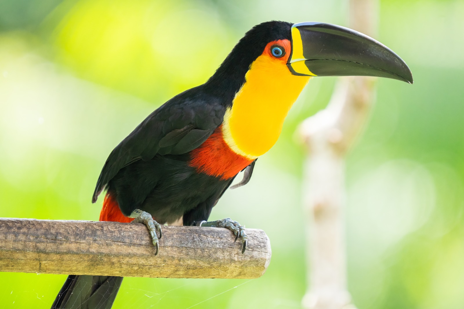 Bioparque de Carajás é incluído em concurso de fotografia - Correio de ...