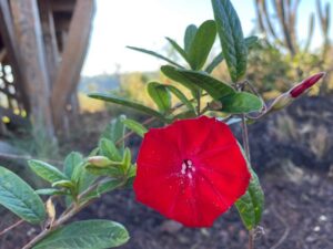 Flor de Carajás é batizada como símbolo oficial de Parauapebas ...